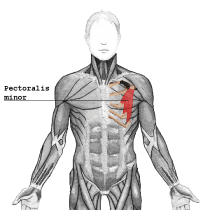 Pieni rintalihas | Pectoralis minor