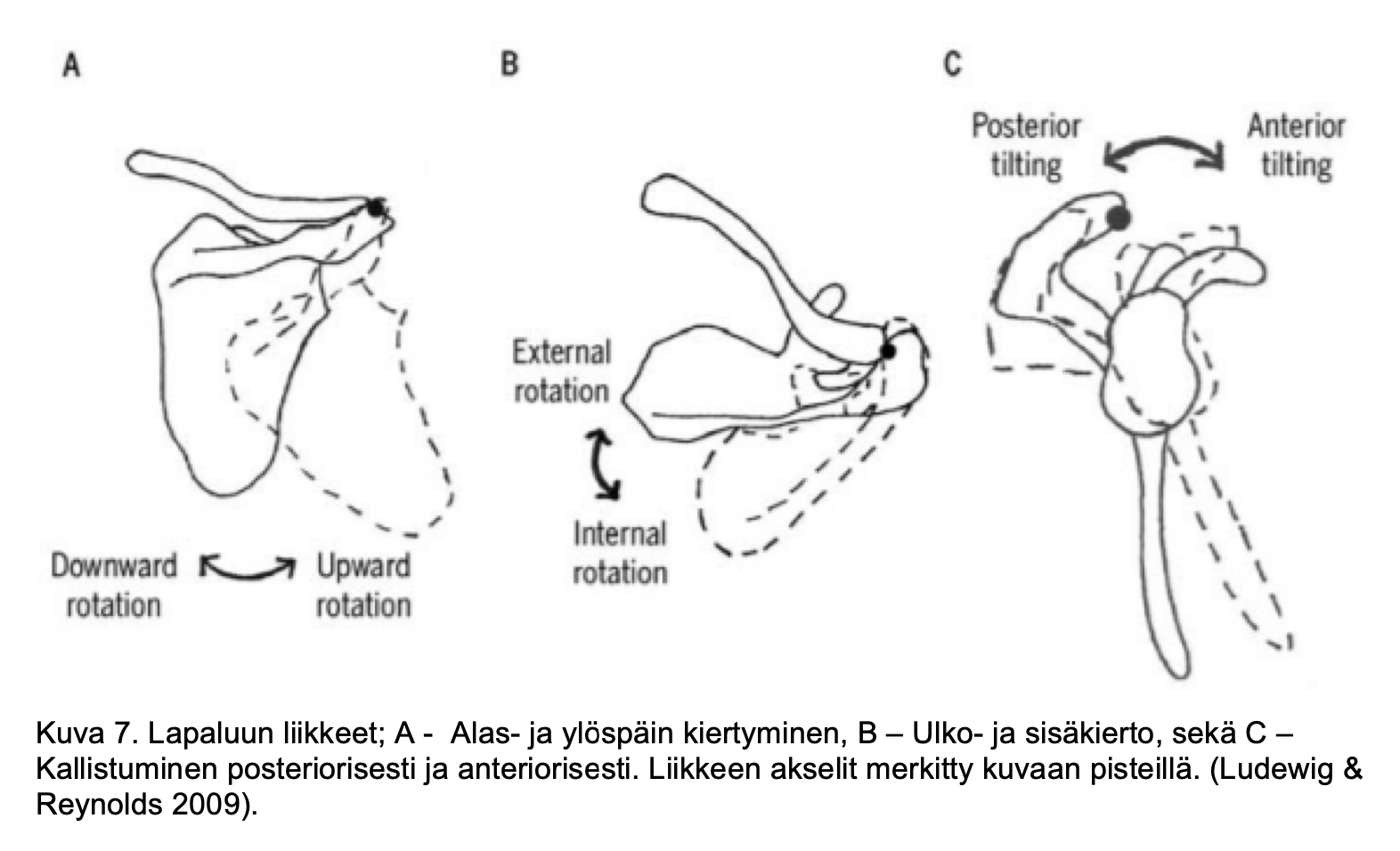 Olkanivel: toiminta, lihakset, nivelet ja fysiologia