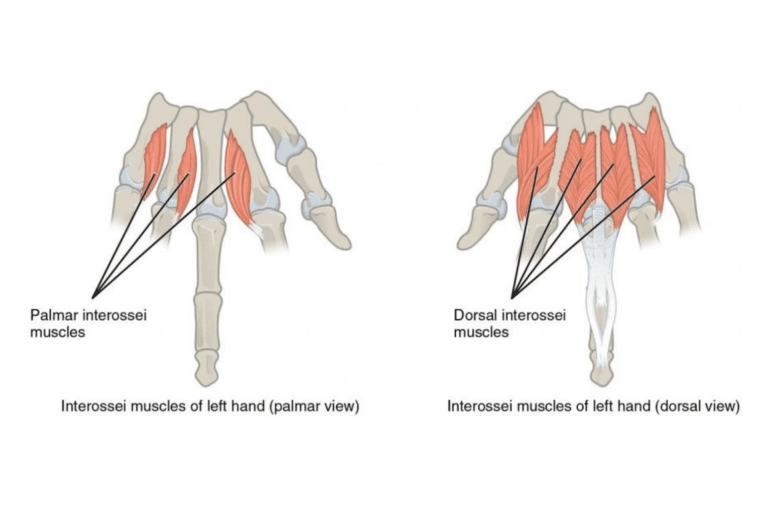 Lihaskartta | Lihasten anatomia ja toiminta