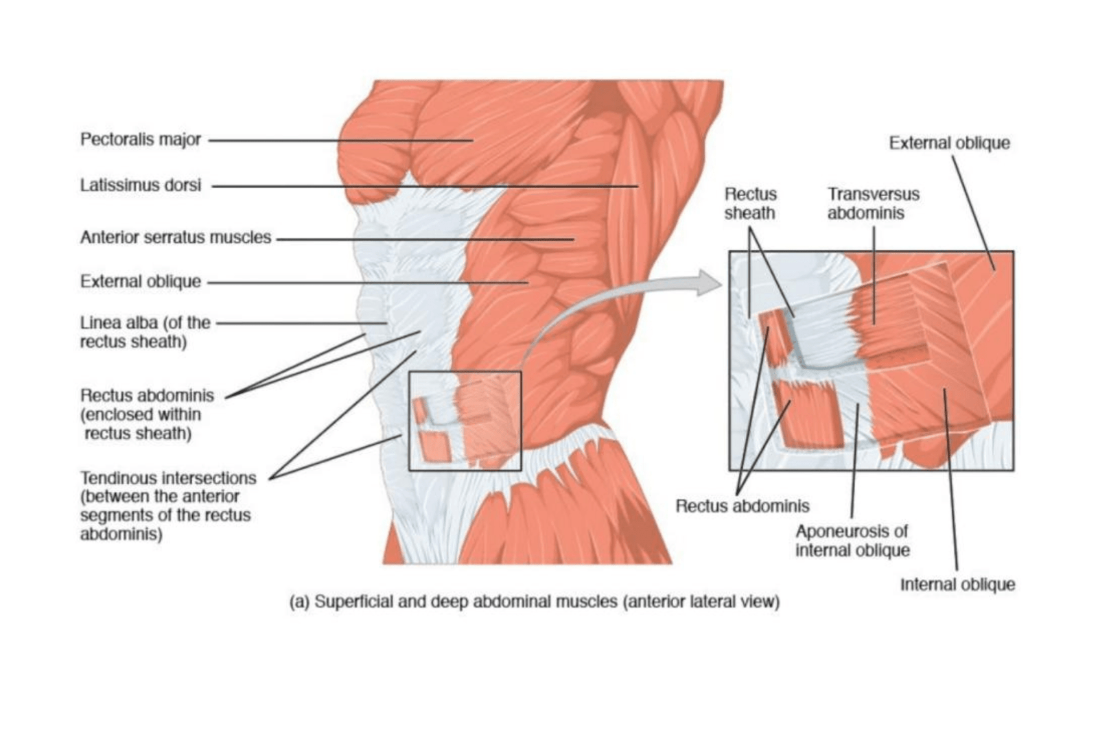 Lihaskartta | Lihasten anatomia ja toiminta