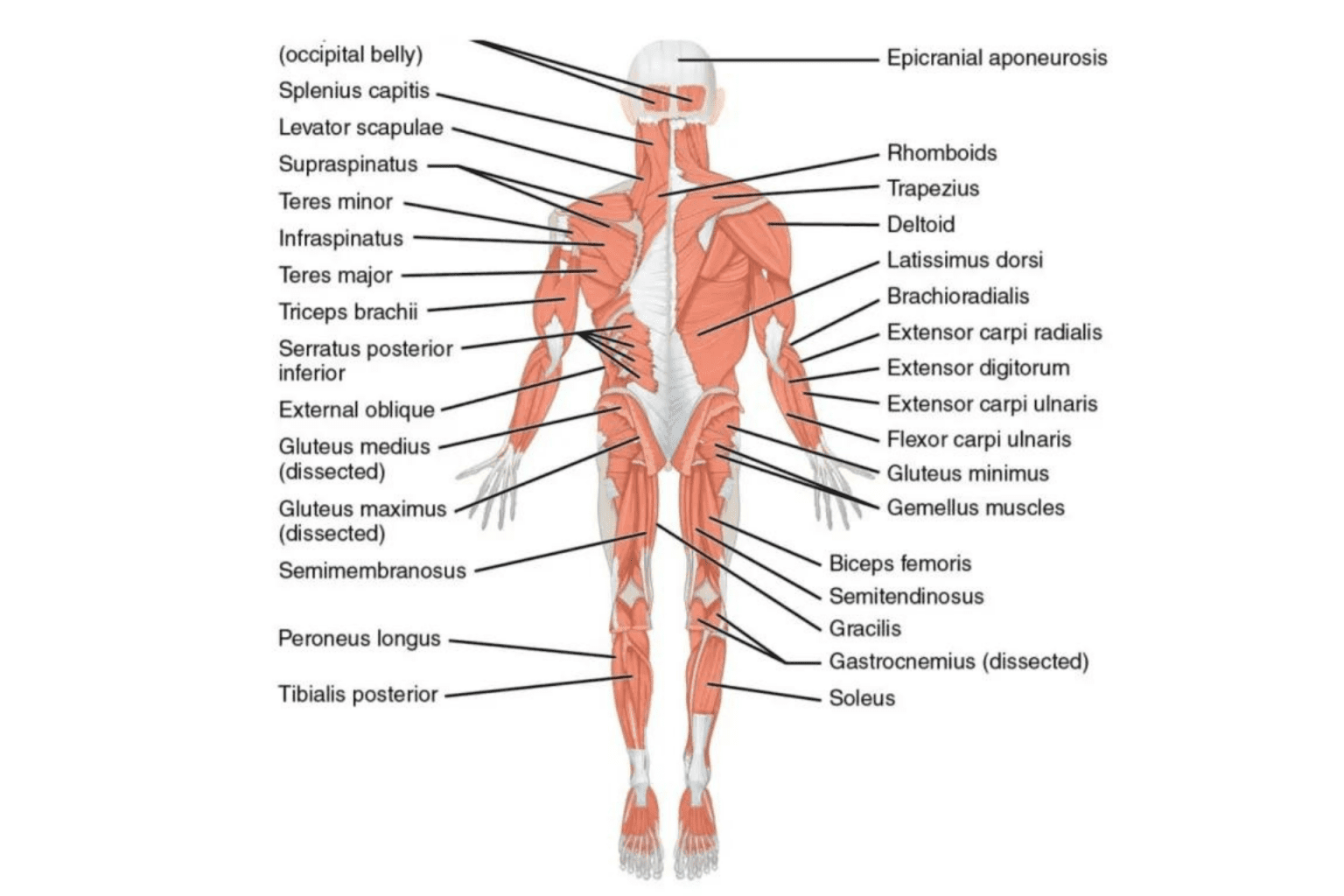 Lihaskartta | Lihasten anatomia ja toiminta