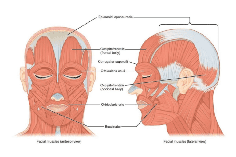 Lihaskartta | Lihasten anatomia ja toiminta