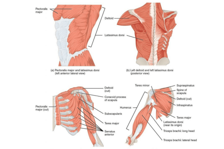 Lihaskartta | Lihasten anatomia ja toiminta